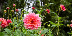 Pea Patch - Panorama