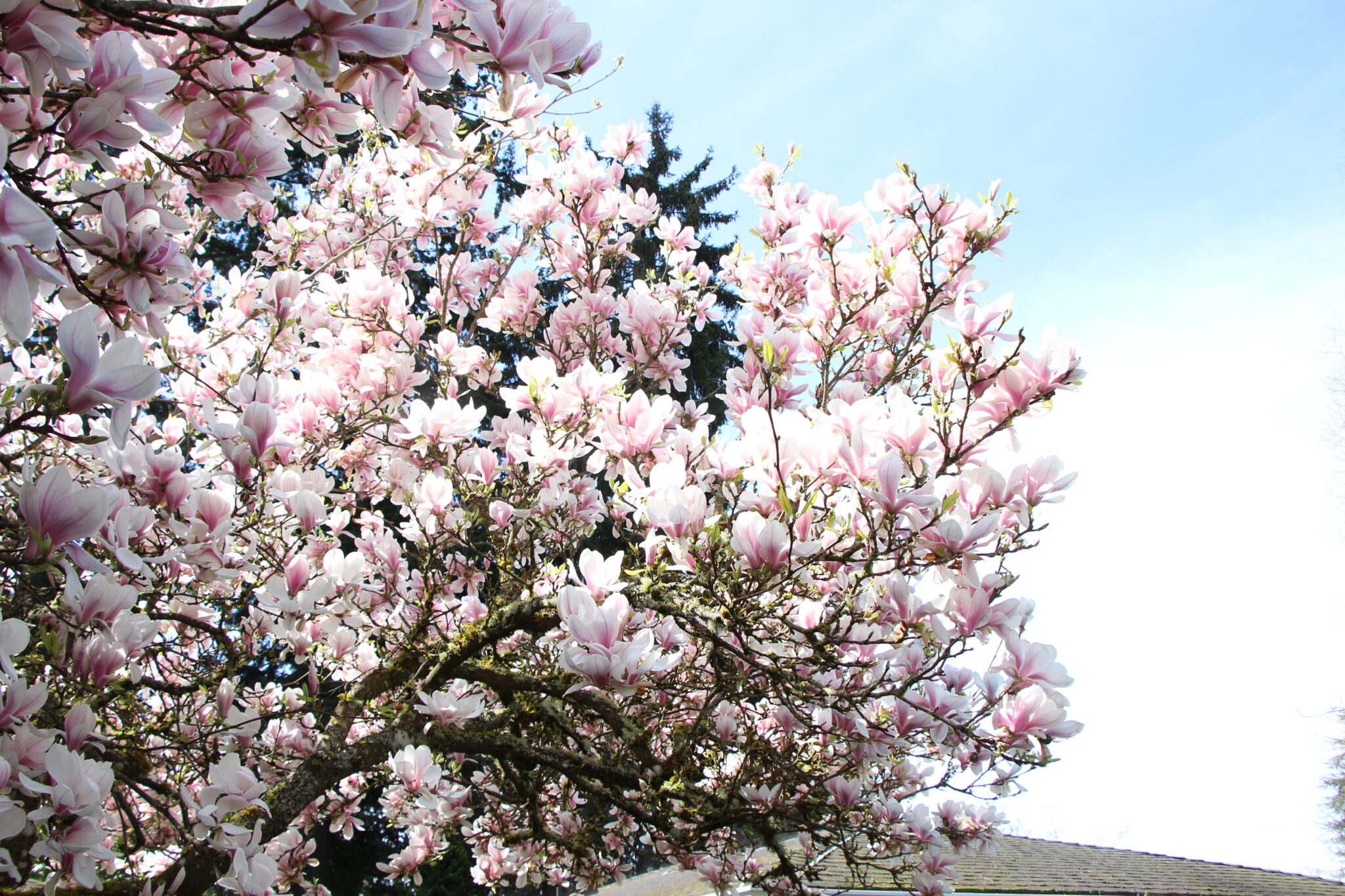 Campus Updates Archives - Panorama