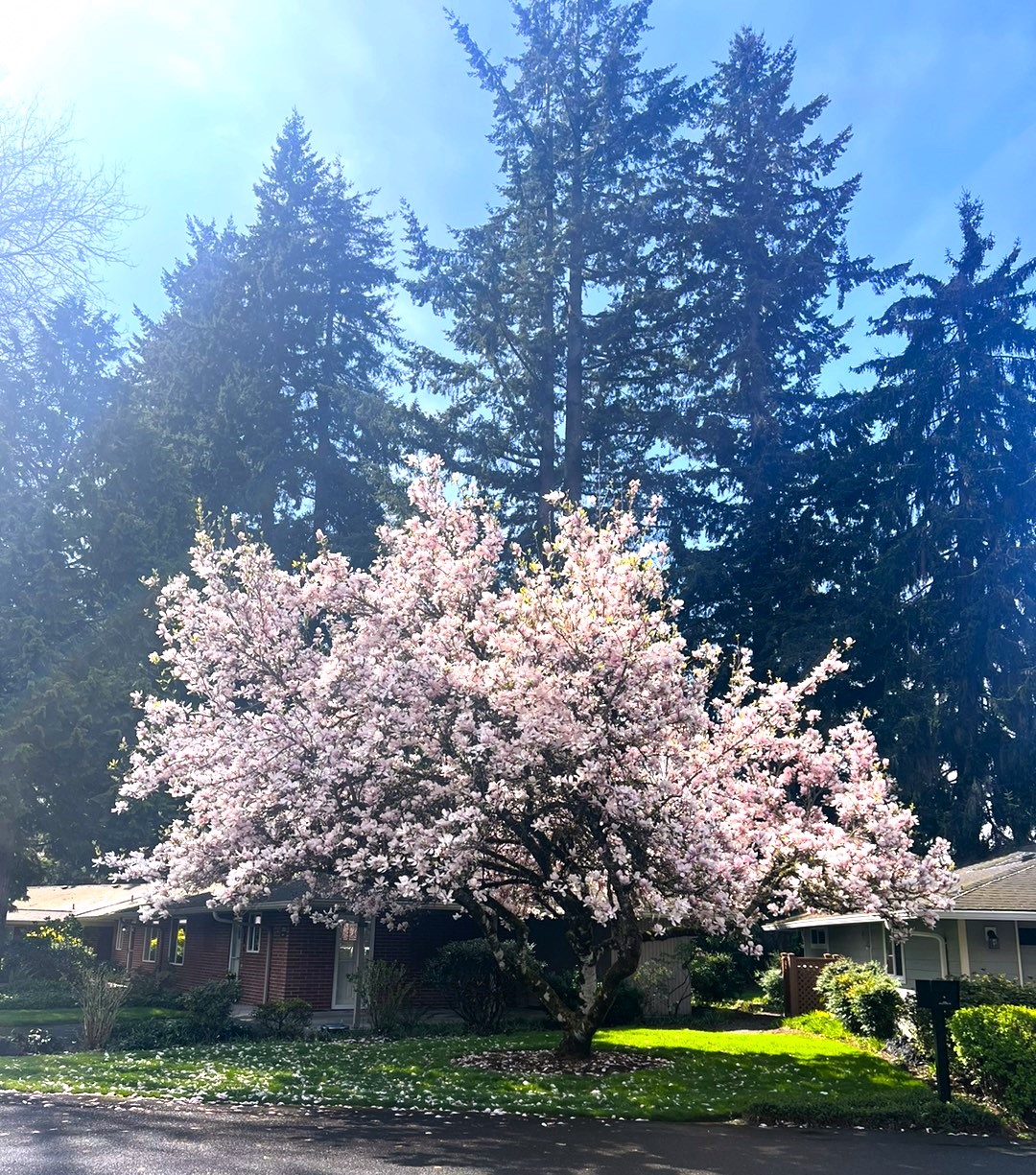 Spring has Sprung! - Panorama